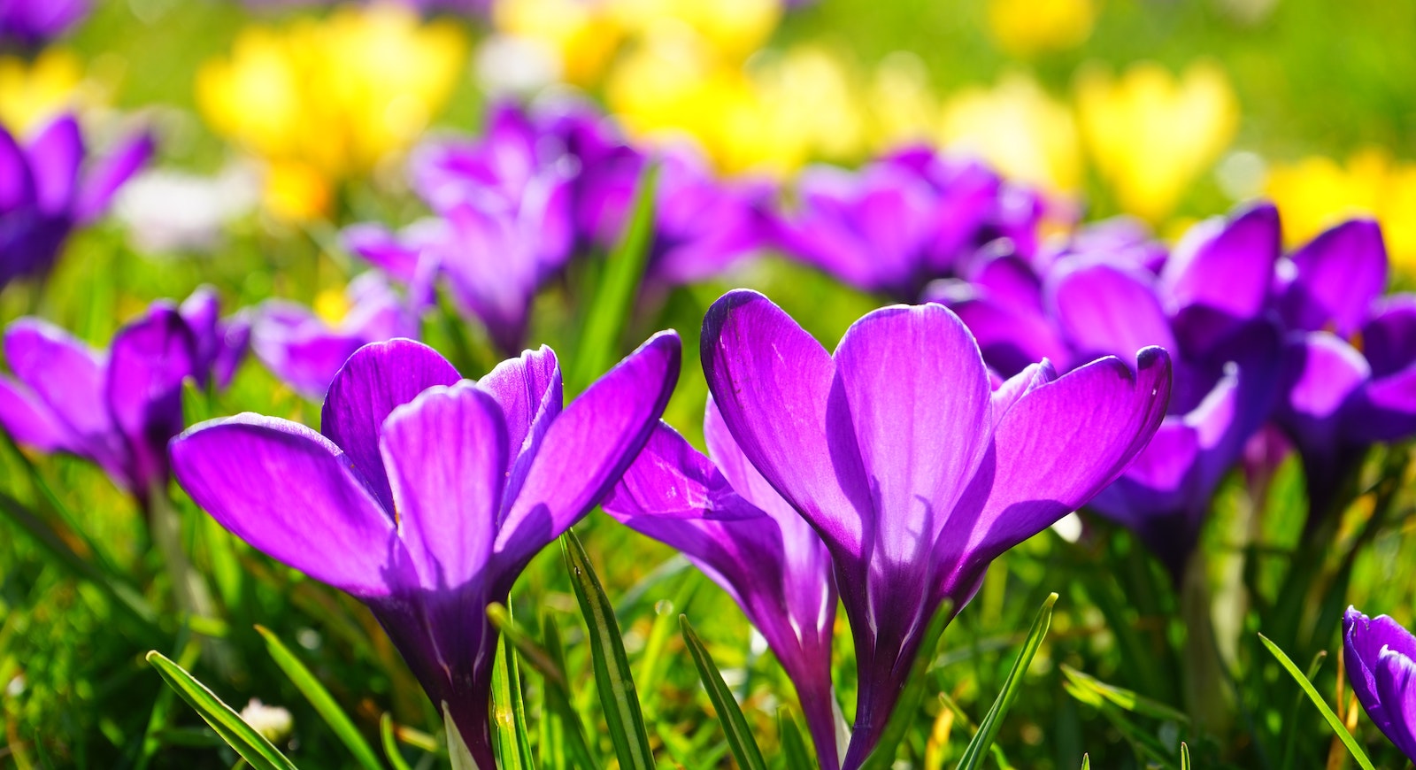 Get To Grips With Serverless Kubernetes This Spring Openfaas Serverless Functions Made Simple